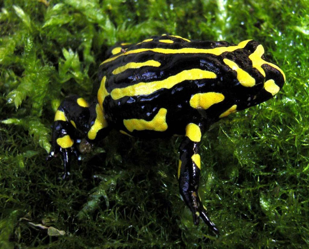 Perú vs Australia: ¿quién posee los animales más exóticos? – Viajar por ...