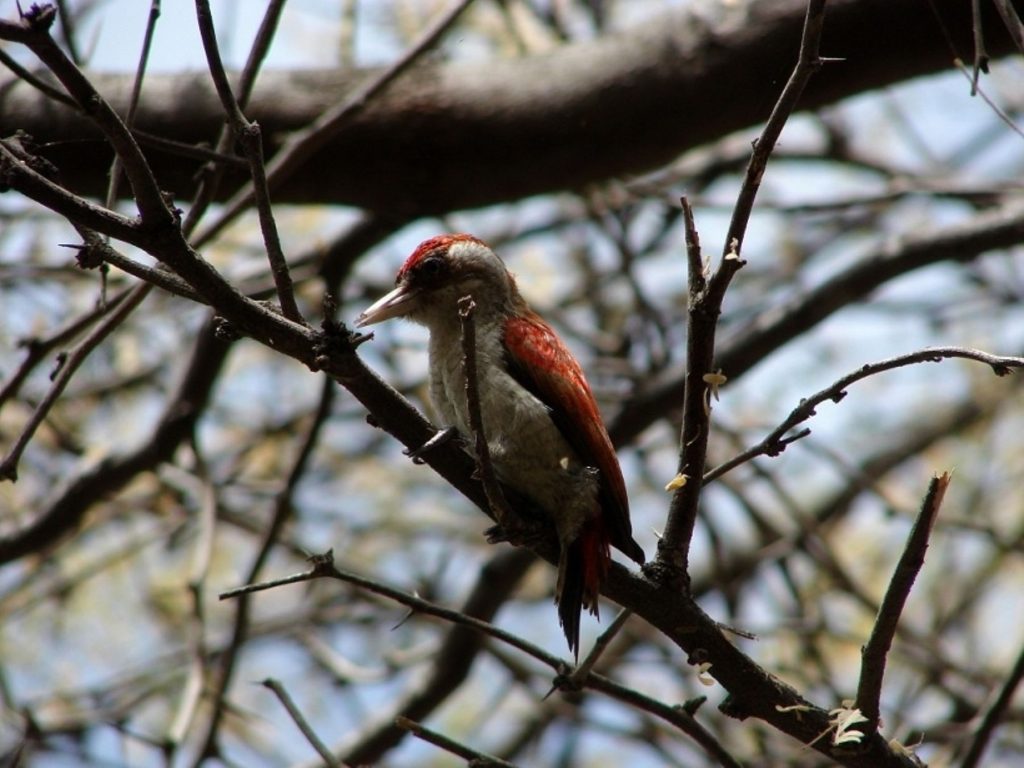 Bosque de Pómac: descubre cómo llegar a esta maravilla natural de ...