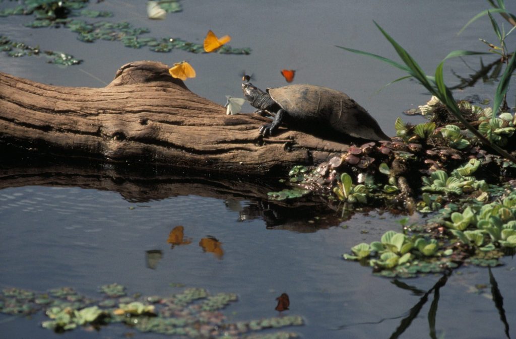 Lista de los 14 parques nacionales de Perú que no conoces – Viajar por Perú