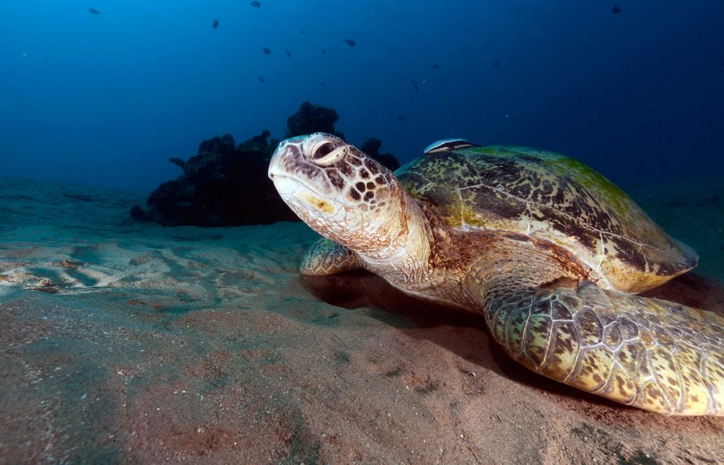 Estuario de Virrilá: el hogar de flamencos y tortugas marinas en ...